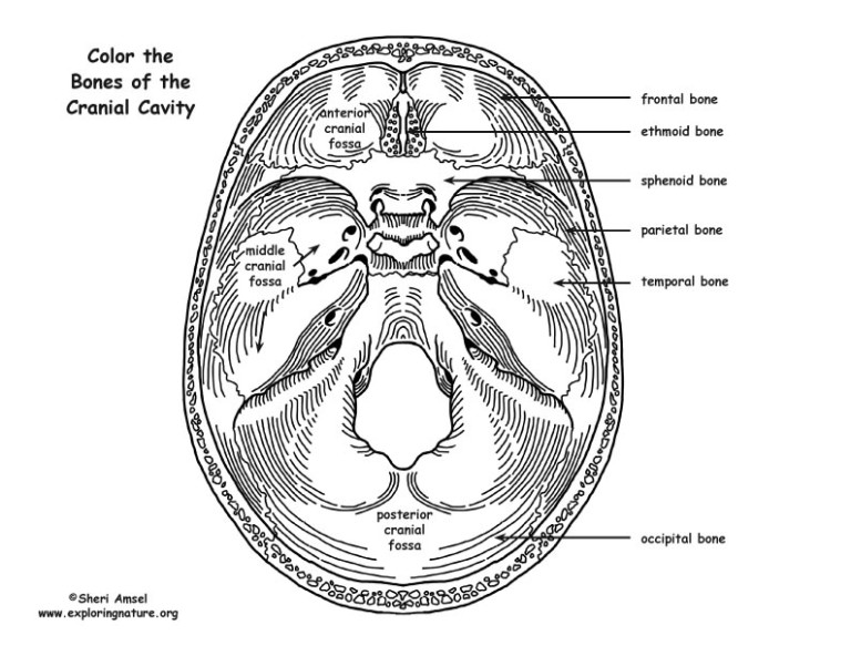 Skull – Cranial Cavity Bones – Coloring Nature Skull – Cranial Cavity Bones – Coloring Nature